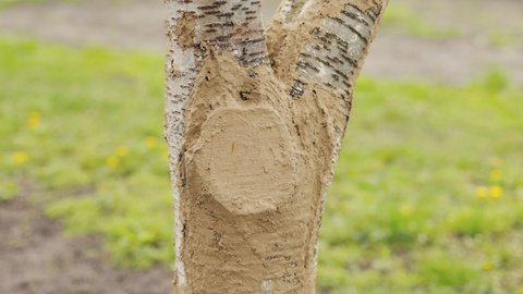 Close Spring Tree Covered Clay Solution Stock Footage Video (100% ...