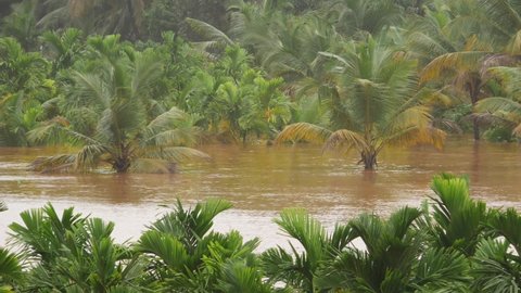 Coconut Trees Submerged Under Water Due Stock Footage Video (100% ...