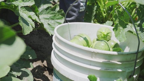 Mexican Squash Plastic Bucket Stock Footage Video (100% Royalty-free ...