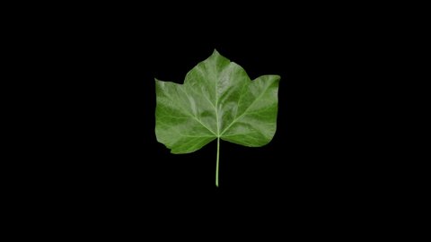 Leaf Growing Stop Motion Animation Style Stock Footage Video (100% ...
