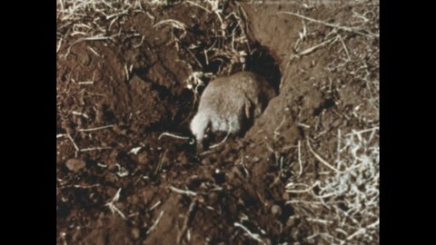 1950s Small Rodent Digging Burrow Dirt Stock Footage Video (100% ...