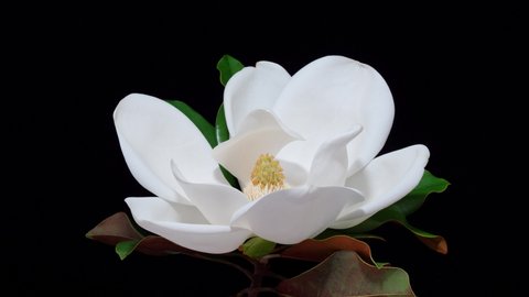 Time Lapse Blooming Flower Magnolia Grandiflora Stock Footage Video ...