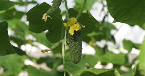 Closeup Cucumbers Different Stages Maturity On Stock Footage Video (100 ...