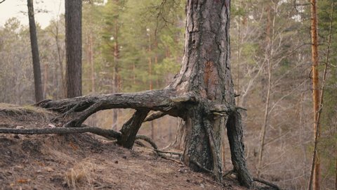 Bare Roots Old Pine Tree Protruded Stock Footage Video (100% Royalty ...