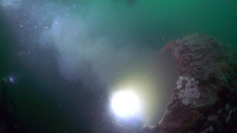 Unique Crustacean Crayfish Yellow Shell Underwater Stock Footage Video ...