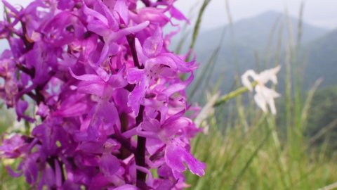 Wild Orchid Mountain Environment Orchis Sp Stock Footage Video (100% ...