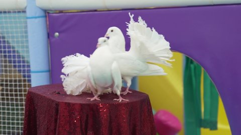 Beautiful Trained Pigeons Concert Circus Trained Stock Footage Video ...