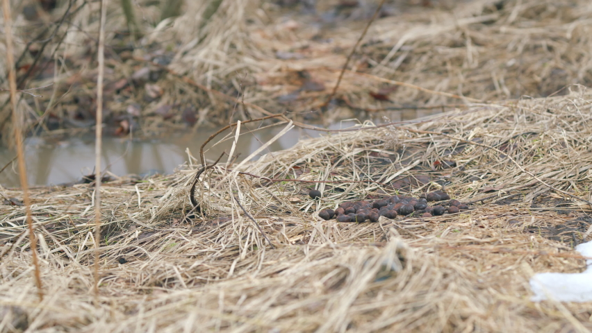 moose poop balls spring forest Stock Footage Video (100% Royalty-free ...