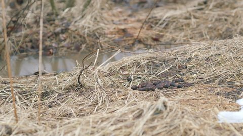 many fresh poops moose excrement Stock Footage Video (100% Royalty-free ...