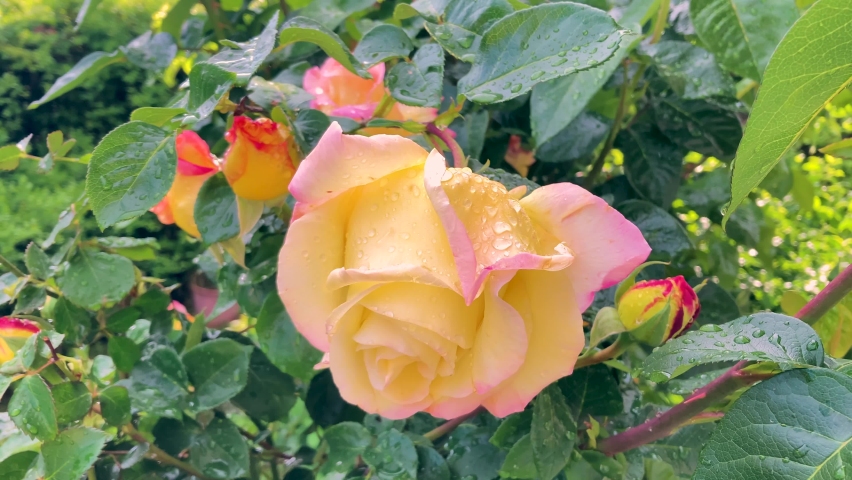 17 Gloria rose Stock Video Footage - 4K and HD Video Clips | Shutterstock