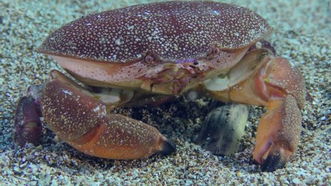Lessepsian Mediterranean Crab Rosy Egg Crab Stock Footage Video (100% ...