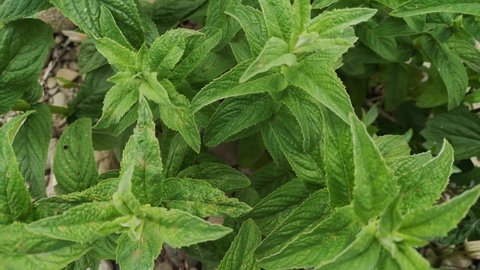 Young Longleaf Mint Mentha Longifolia Plant Stock Footage Video (100% ...