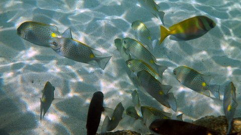 Underwater Video Golden Rabbitfish Siganus Guttatus Stock Footage Video ...