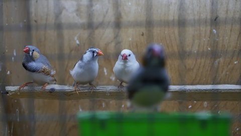 Small Bright Birds Japanese Finches Cage Stock Footage Video (100% ...