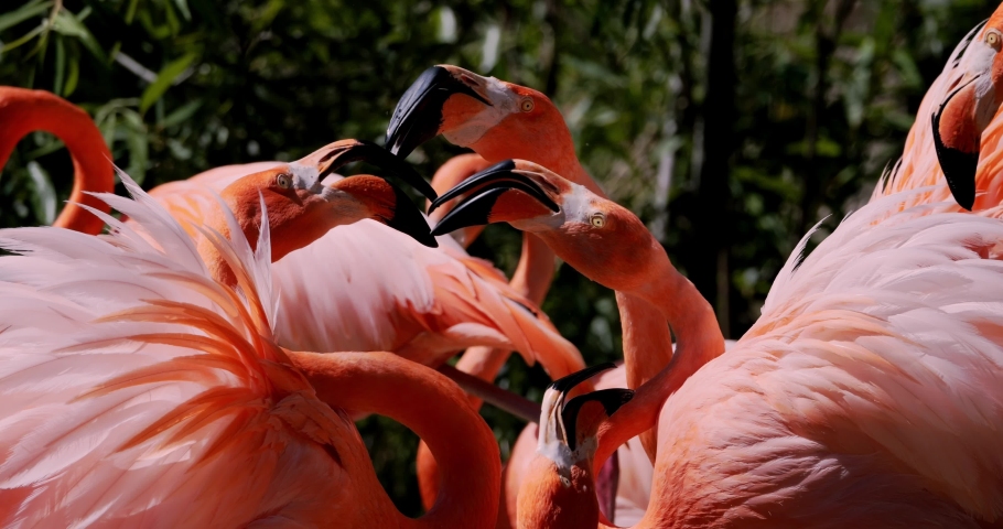 385 Flamingo bill Stock Video Footage - 4K and HD Video Clips ...