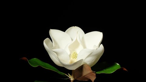 Time Lapse Blooming Flower Magnolia Grandiflora Stock Footage Video ...