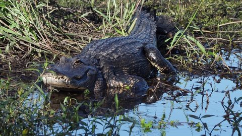 Huge Alligator Yawning Florida Swamp When Stock Footage Video (100% ...