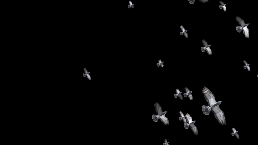 Flying Bird Videos: 4K and HD Video Clips for Download