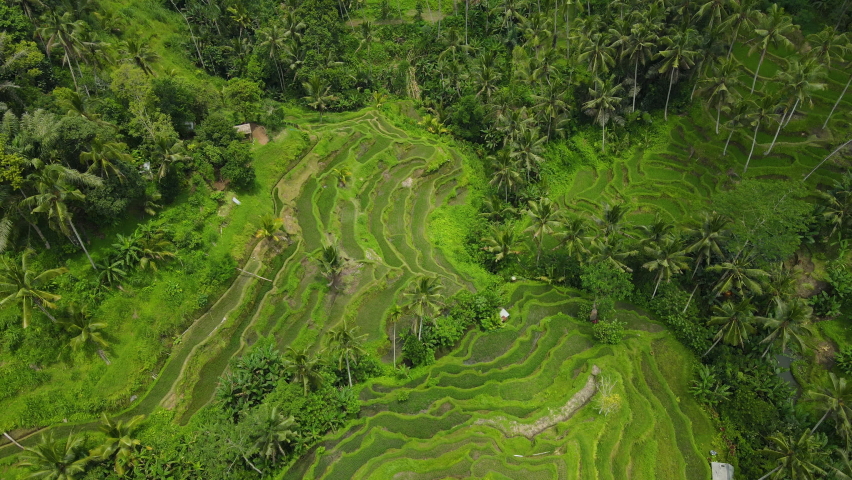 Rice Terraces Fields Tropical Jungle Bali Stock Footage Video (100% ...