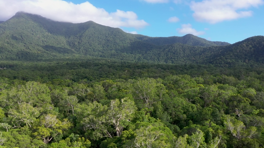 daintree rainforest aerial above tree canopy Stock Footage Video (100% ...