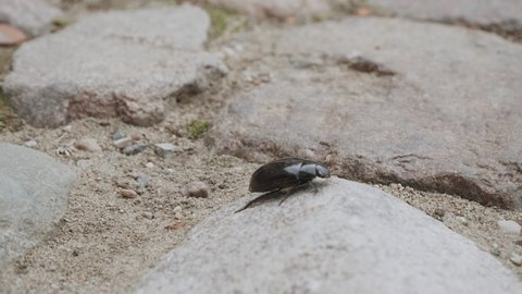 Rare Black Large Swimmer Beetle Watertiger Stock Footage Video (100% ...