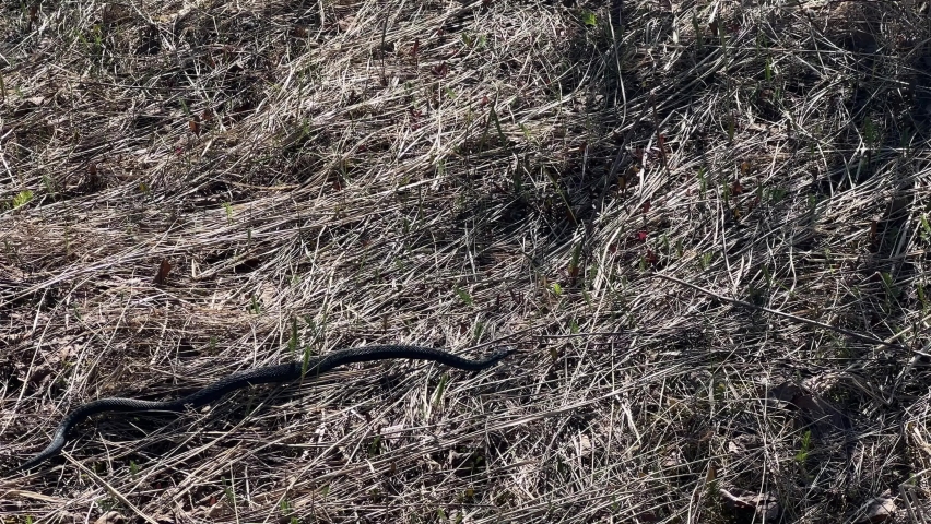 49 Very venomous snakes Stock Video Footage - 4K and HD Video Clips ...