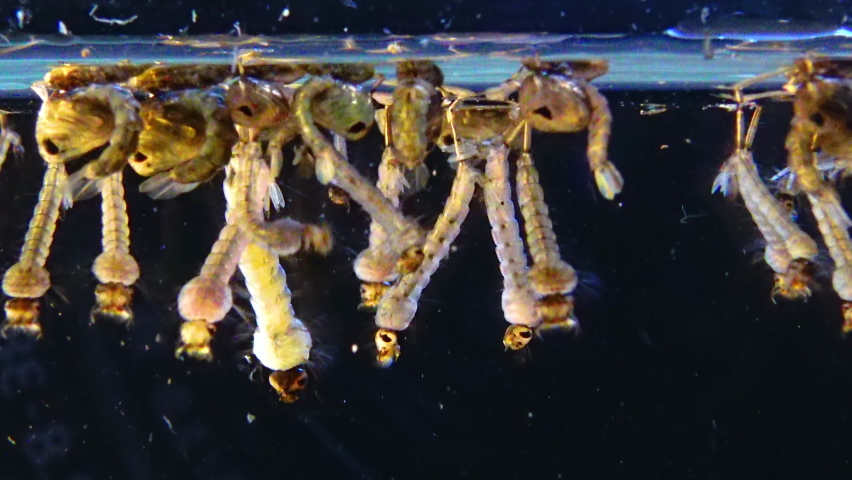 Stock Video Portfolio by Oleg Kovtun Hydrobio | Shutterstock