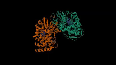 Crystal Structure Human Cyp7a1 Dimer Animated Stock Footage Video (100% ...