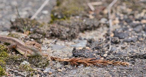 Japanese Grass Lizard Takydromus Tachydromoides On Stock Footage Video ...