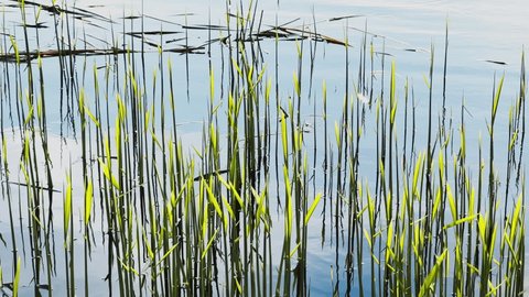 Fresh Reed Sprouts Sticking Out Water Stock Footage Video (100% Royalty ...