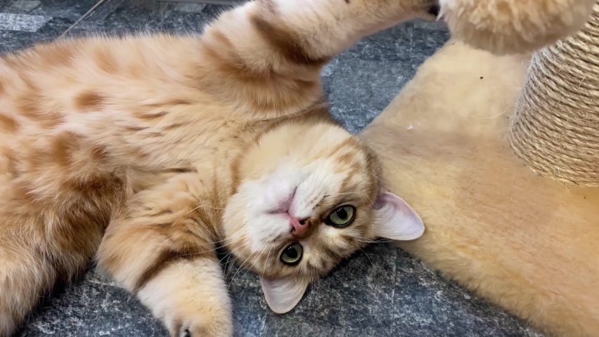 Cat scratching back Stock Video Footage - 4K and HD Video Clips ...