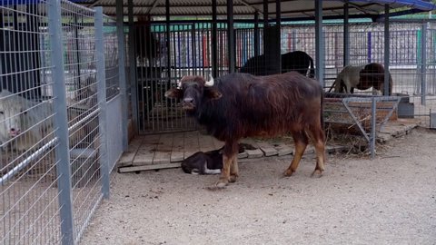 Buffalo Walking Zoo Cage Stock Footage Video (100% Royalty-free ...