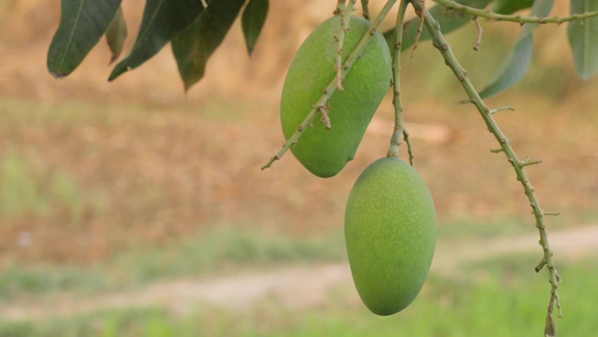 301 Young mango tree Stock Video Footage - 4K and HD Video Clips ...