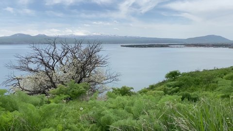 Sevan Lake Big Flowering Tree Stock Footage Video (100% Royalty-free ...