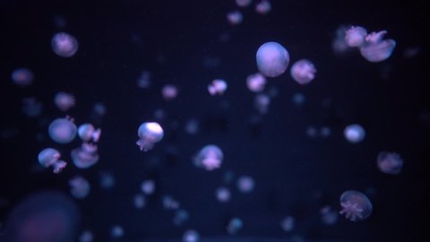 Jerry Fish Swimming Aquarium Stock Footage Video (100% Royalty-free ...