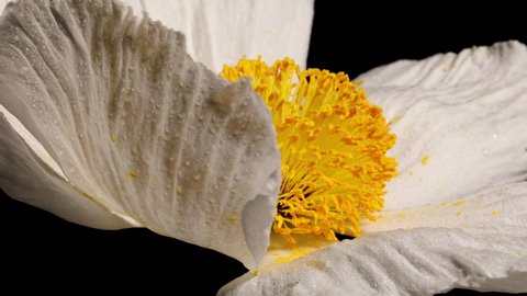 Macro Shot Matilija Poppy Over Black Stock Footage Video (100% Royalty ...