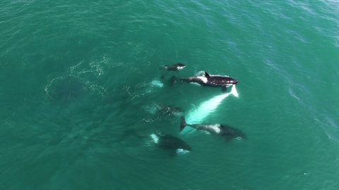 Dramatic Aerial View Scene Flock Orca Stock Footage Video (100% Royalty ...