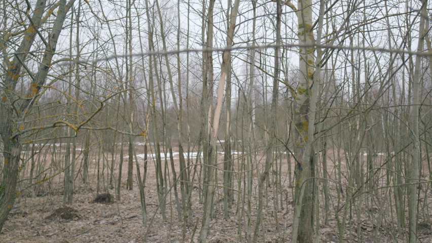 damage wild aspen trees caused by Stock Footage Video (100% Royalty ...