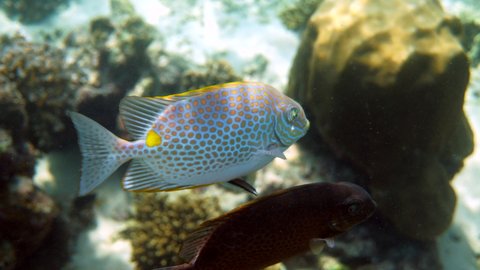 Underwater Photo Golden Rabbitfish Siganus Guttatus Stock Footage Video ...