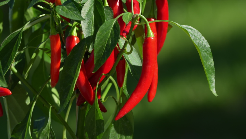 167 Capsicum photo Stock Video Footage - 4K and HD Video Clips ...