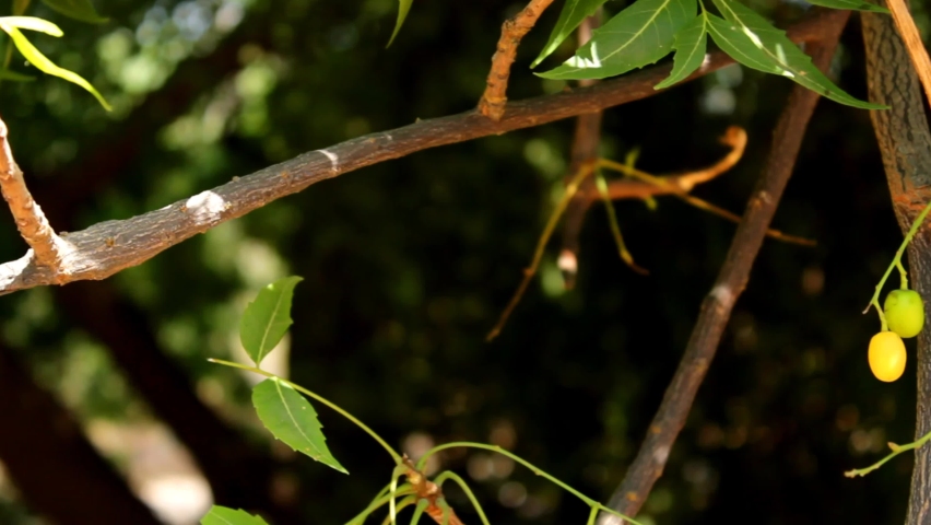 Neem Tree Showing Compound Leaves Bunches Stock Footage Video (100% ...