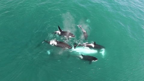 Dramatic Aerial View Scenery Flock Orca Stock Footage Video (100% ...