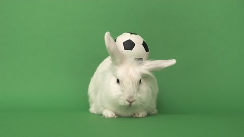 White Rabbit Soccer Ball On Green Stock Footage Video (100% Royalty ...