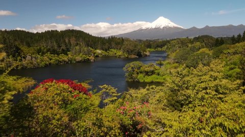 866 New zealand native bush Stock Video Footage - 4K and HD Video Clips ...