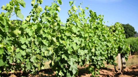Row Vineyard Sardinia Italy Traditional Agriculture Stock Footage Video (100% Royalty-free ...