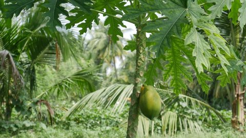 Papaya Tree Single Papaya Fruit Stock Footage Video (100% Royalty-free ...