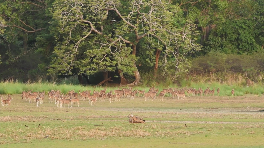 Tiger hunting deer Stock Video Footage - 4K and HD Video Clips ...
