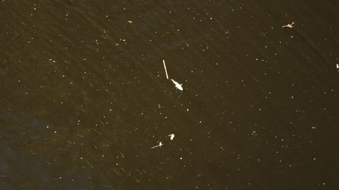 Dead Fish Swim Along River Pollution Stock Footage Video (100% Royalty ...