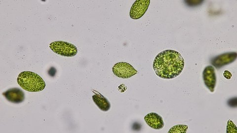 Bacteria Protozoa Waste Water Under Microscope Stock Footage Video (100 ...
