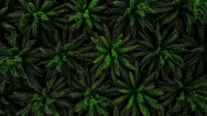 Aerial View Topview Palm Oil Tree Stock Footage Video (100% Royalty ...